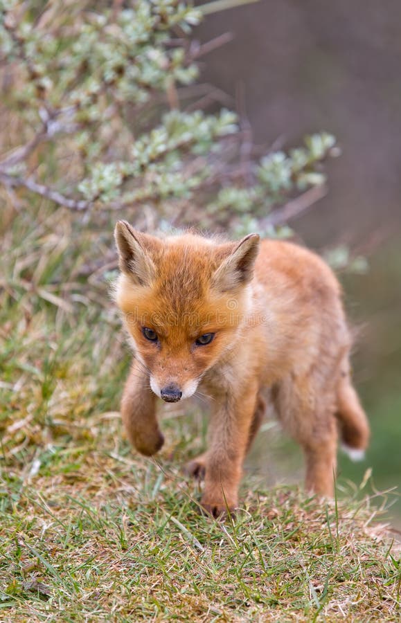 Red fox cub stock photo. Image of stare, explore, baby - 34137358