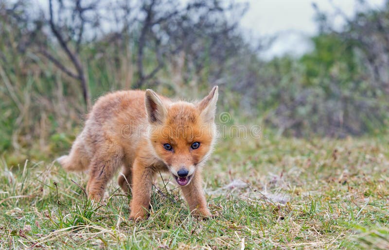 Red fox cub stock photo. Image of wild, spring, mammal - 34137422