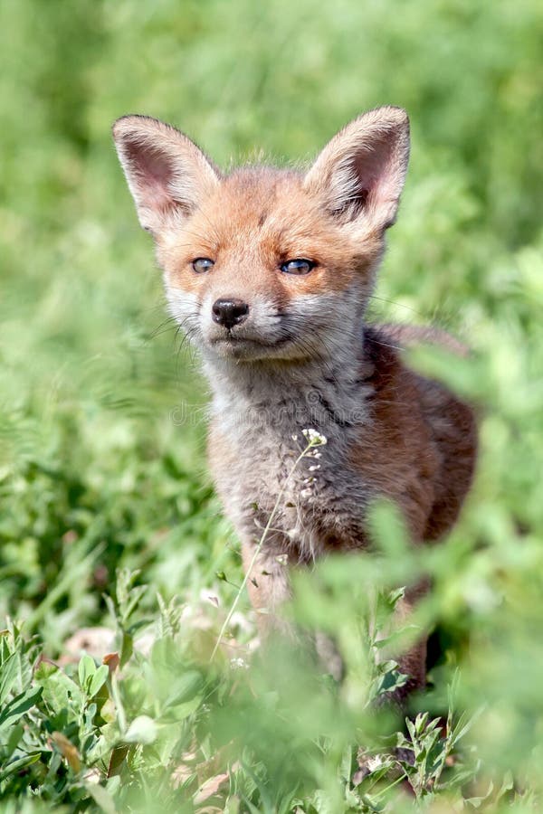 Female Juvenile Red Fox Stock Photos - Free & Royalty-Free Stock Photos ...