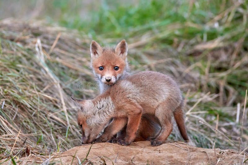 Red Fox Cub in Natural Habitat (Vulpes Vulpes) Stock Image - Image of ...