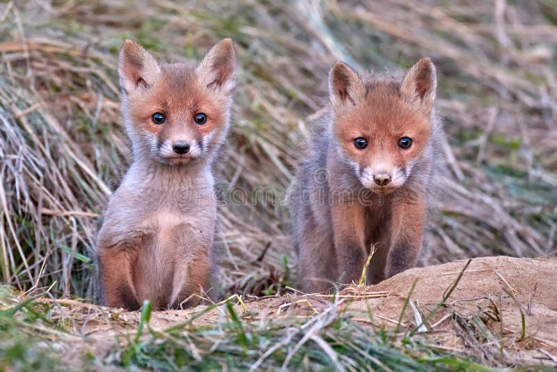 Red Fox Cub in Natural Habitat (Vulpes Vulpes) Stock Photo - Image of ...
