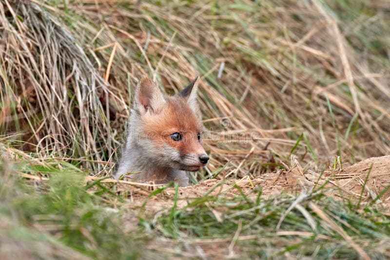 Red Fox Cub in Natural Habitat (Vulpes Vulpes) Stock Image - Image of ...