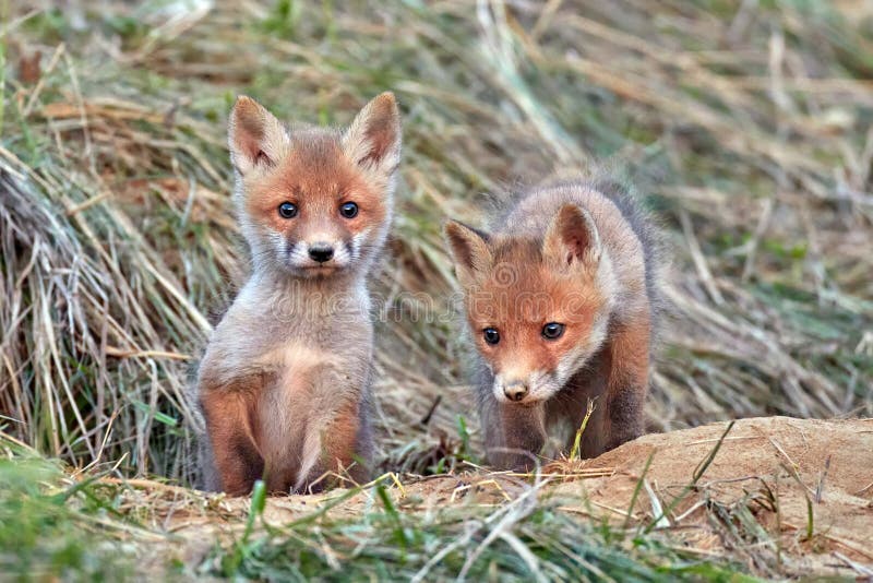 Red Fox Cub in Natural Habitat (Vulpes Vulpes) Stock Image - Image of ...
