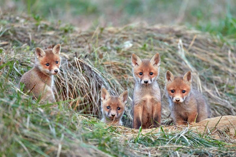 Red Fox Cub in Natural Habitat (Vulpes Vulpes) Stock Photo - Image of ...