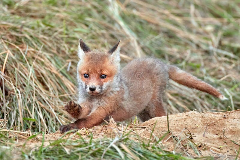 Red Fox Cub in Natural Habitat (Vulpes Vulpes) Stock Image - Image of ...