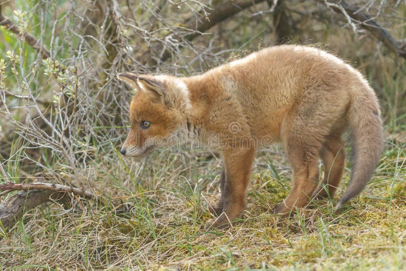 Red fox cub stock photo. Image of grass, hunt, mammal - 332541630