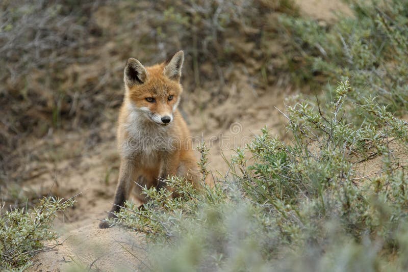 Red fox cub stock photo. Image of close, cute, forest - 74603624