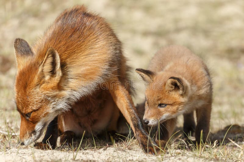 Red fox cub stock image. Image of nature, sulking, beast - 93967827