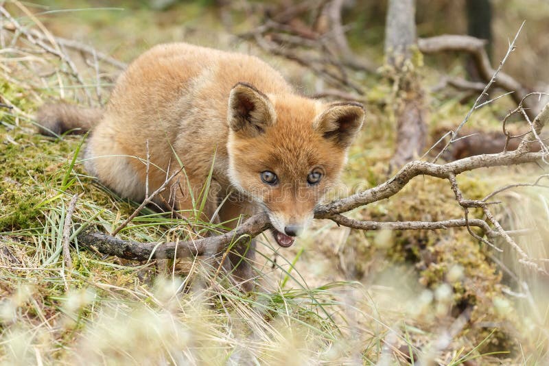 Red fox cub stock photo. Image of beast, orange, sulking - 93967970