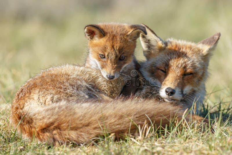Red fox cub stock photo. Image of mother, close, outdoors - 93967572