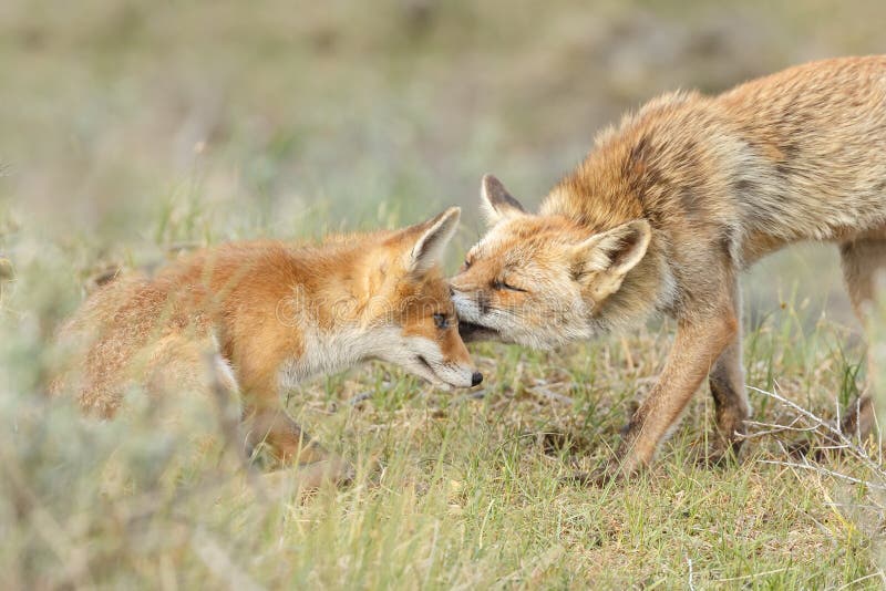Red fox cub stock image. Image of sunny, hunt, bushes - 93967363