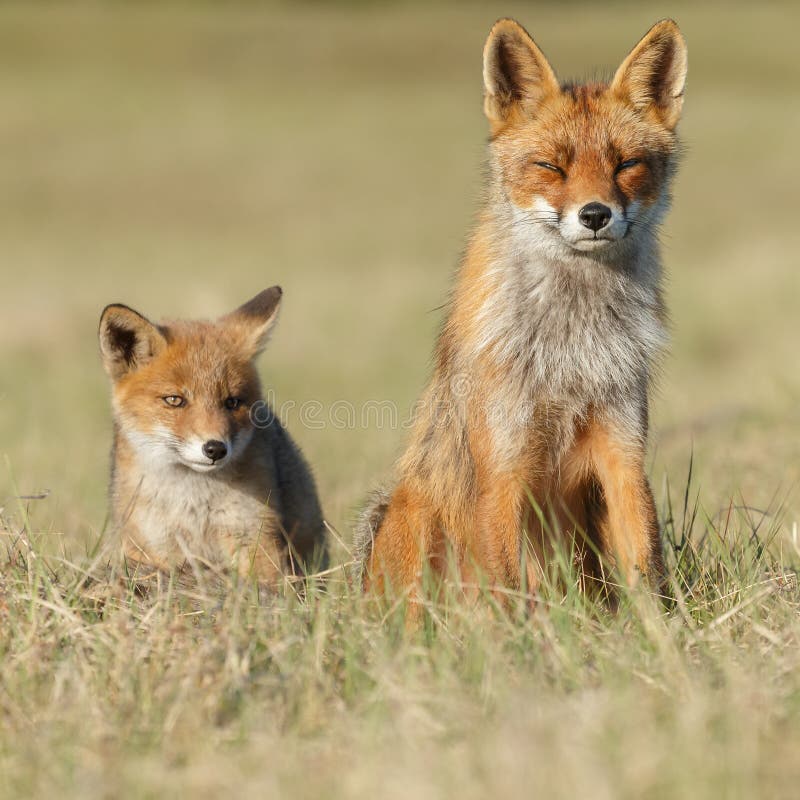 Red fox cub stock photo. Image of outdoors, look, mammal - 93967376