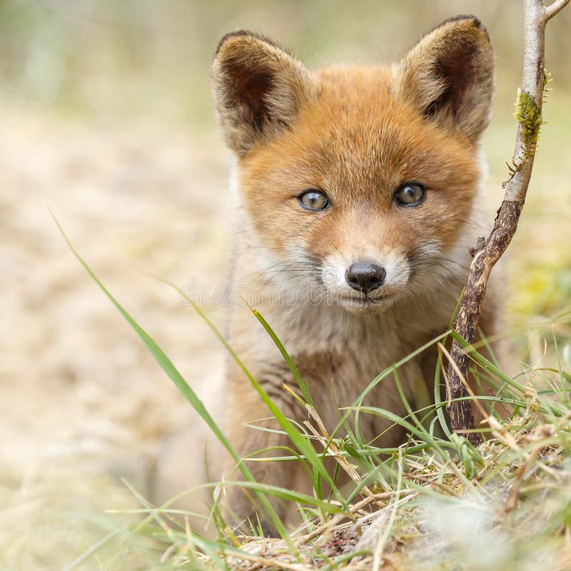 Red fox cub stock photo. Image of bushes, beast, furry - 93967820