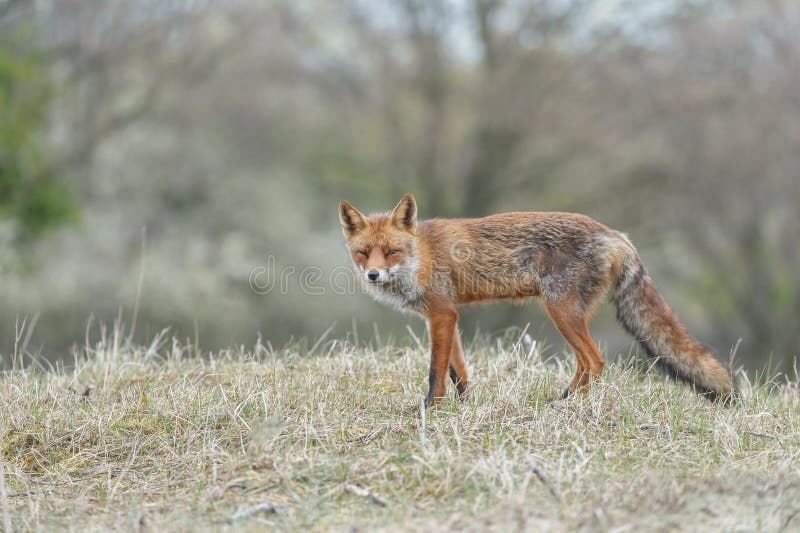 Red fox cub stock photo. Image of close, animal, hunt - 332540318