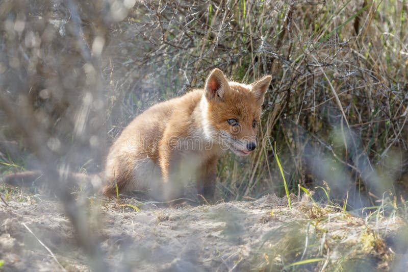 Red fox cub stock photo. Image of devious, animal, canine - 332540720
