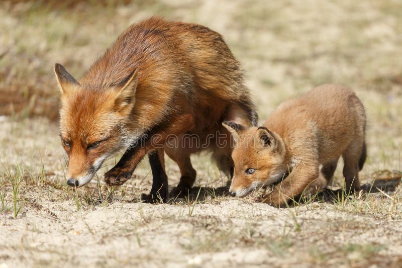 Red fox cub stock image. Image of nature, nose, stare - 332540939