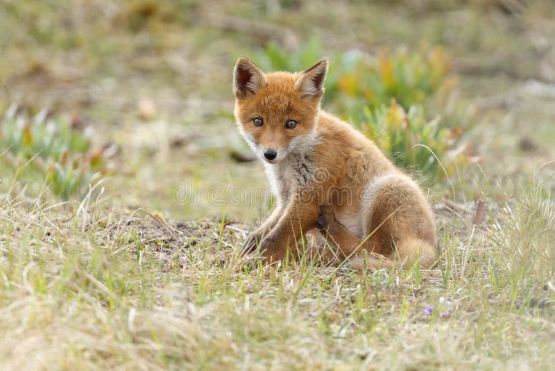 Red fox cub stock image. Image of grass, devious, furry - 93967653