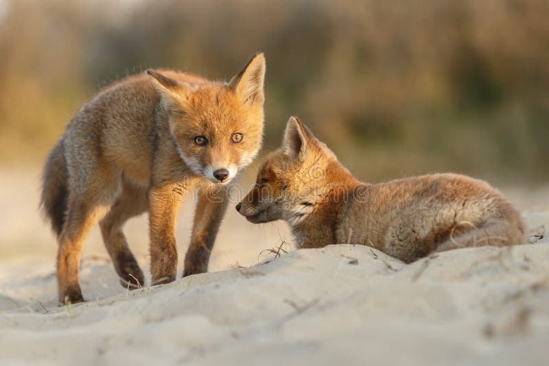Red fox cub stock image. Image of portrait, beast, hunter - 93967635