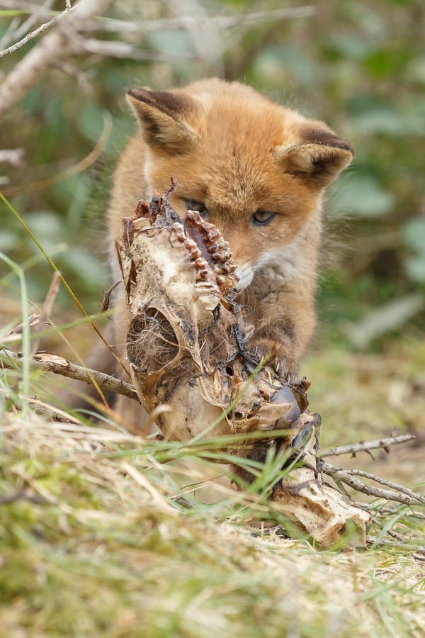 Red fox cub stock image. Image of stare, little, grass - 93967597