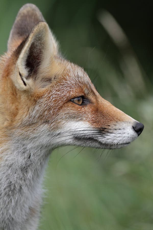 Red Fox cub portrait stock photo. Image of vulpes, spring - 20728628