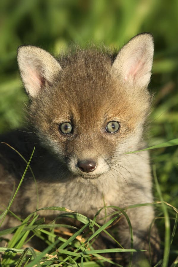 Red fox cub stock photo. Image of wild, young, daytime - 46556930