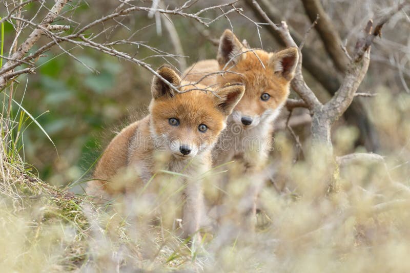 Red fox cub stock photo. Image of hunt, burrow, mammal - 332541748