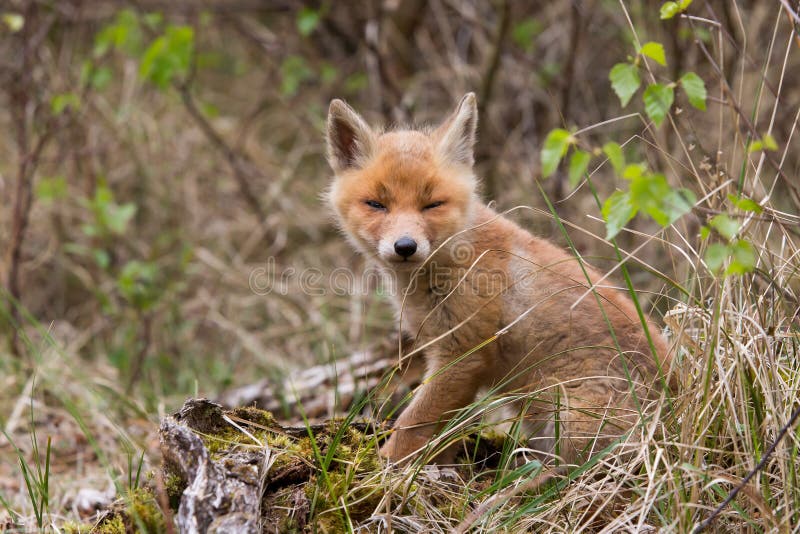 Red fox cub stock image. Image of face, cute, grass, carnivore - 31476035