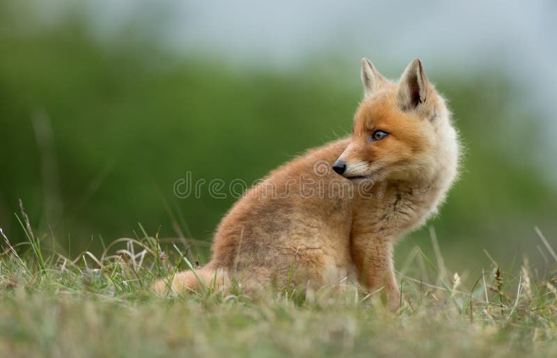 Red fox cub stock photo. Image of orange, vulpes, family - 31099034