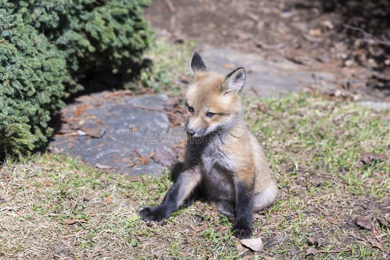 Petite Legs Spread Open Stock Photos - Free & Royalty-Free Stock Photos ...