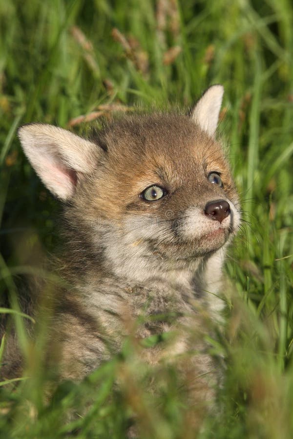 Red fox cub stock photo. Image of close, nature, daytime - 46551226