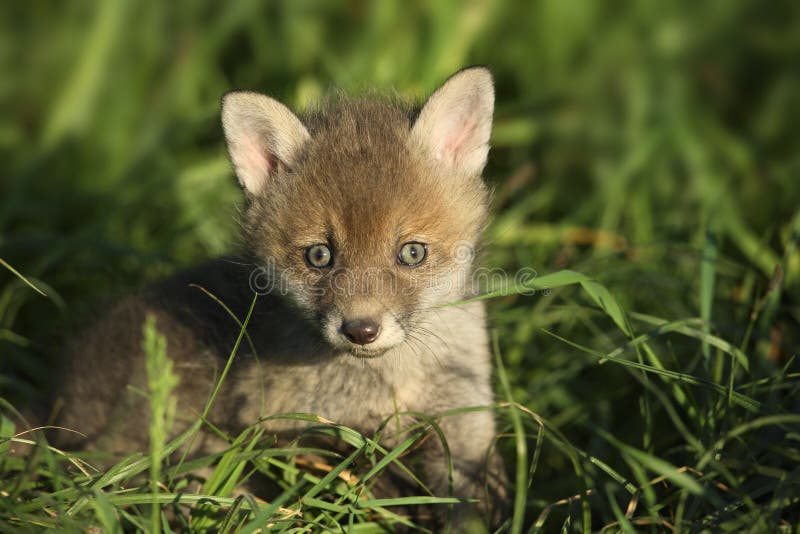 581 Baby Fox Cub Sitting Stock Photos - Free & Royalty-Free Stock ...