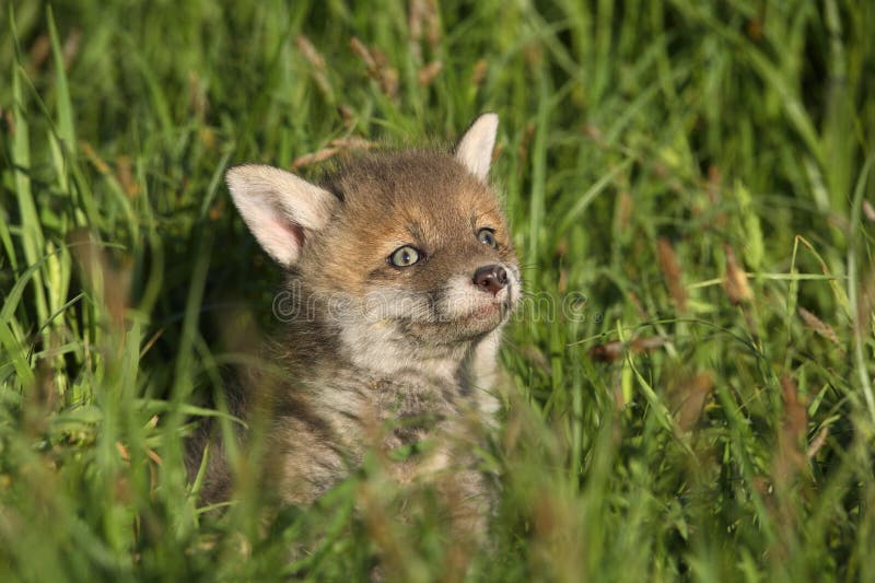 582 Baby Fox Cub Sitting Stock Photos - Free & Royalty-Free Stock ...