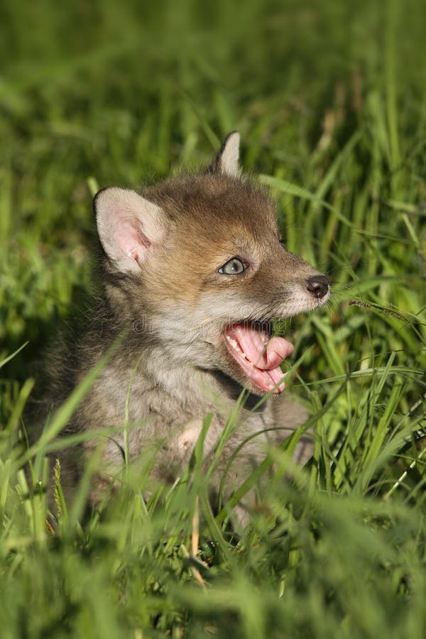 582 Baby Fox Cub Sitting Stock Photos - Free & Royalty-Free Stock ...