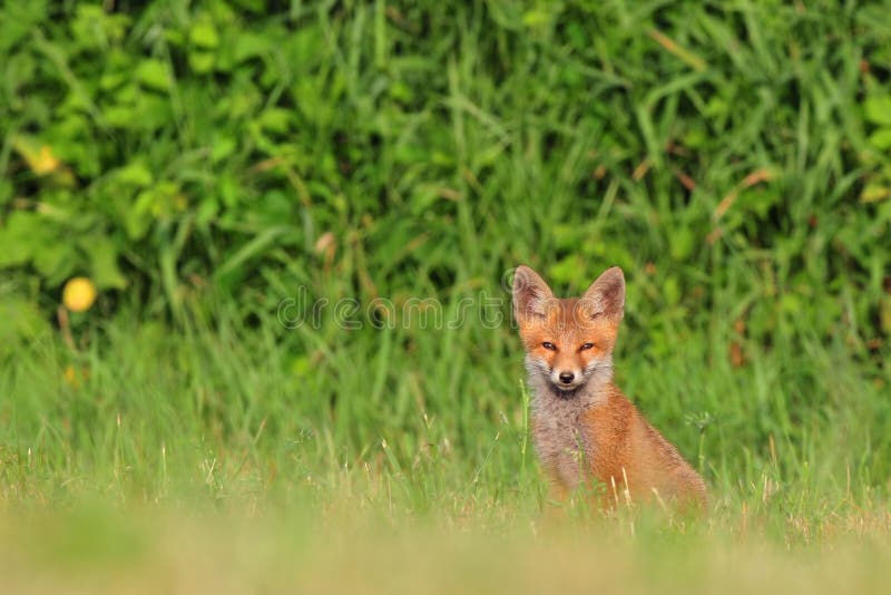 Red fox cub stock image. Image of juvenile, grass, cute - 55474277