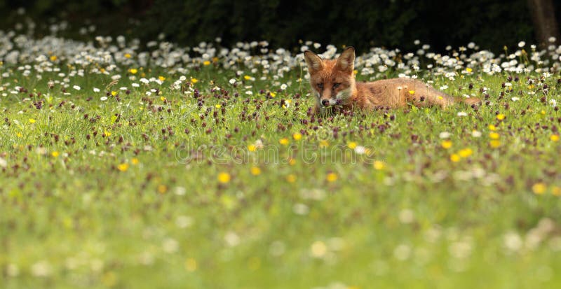 Red fox cub. stock image. Image of hunting, foxes, walking - 98249995