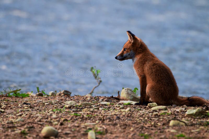 Red Fox Cub Sitting on Lake Side Stock Image - Image of natural, mammal ...