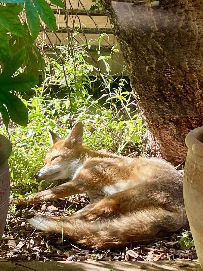 Red Fox Cub Sleeping Under a Tree Stock Image - Image of forest, cute ...