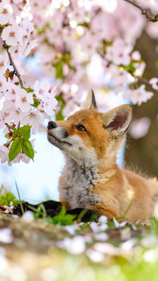 2,973 Fluffy Fox Tree White Stock Photos - Free & Royalty-Free Stock ...