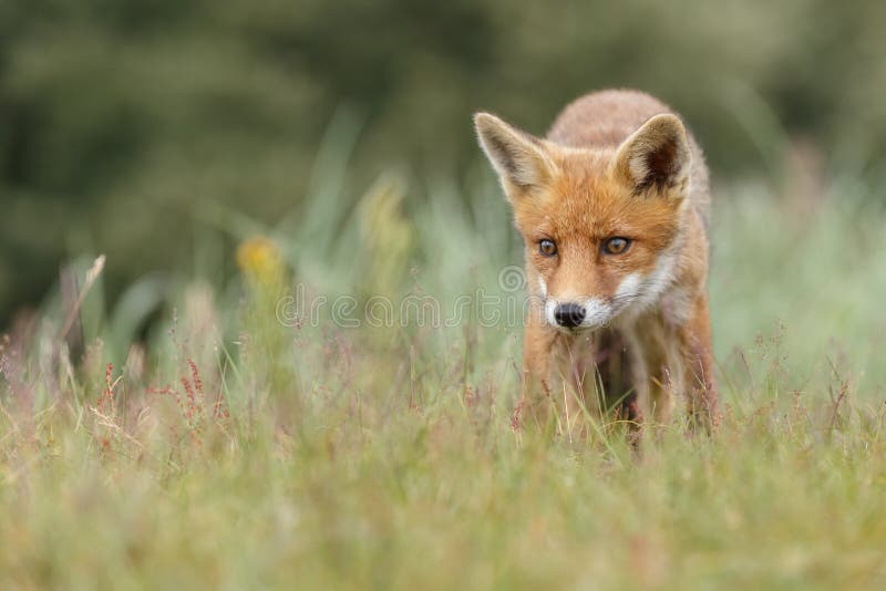 Female Juvenile Red Fox Stock Photos - Free & Royalty-Free Stock Photos ...