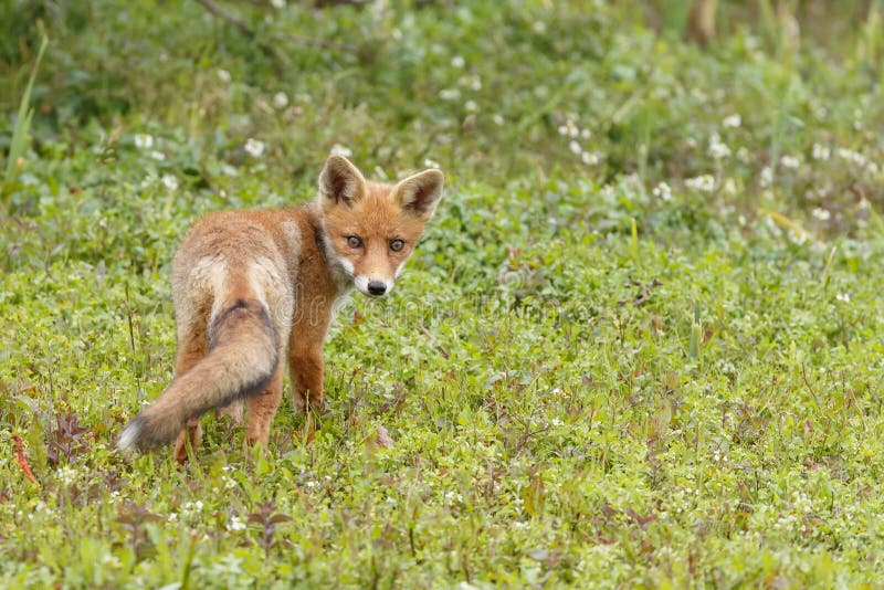Female Juvenile Red Fox Stock Photos - Free & Royalty-Free Stock Photos ...