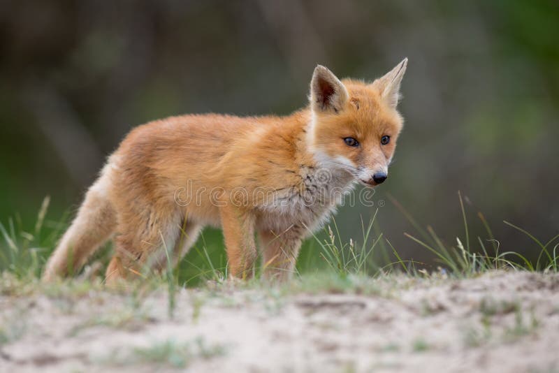 Red fox cub stock image. Image of baby, closeup, vulpes - 31476629