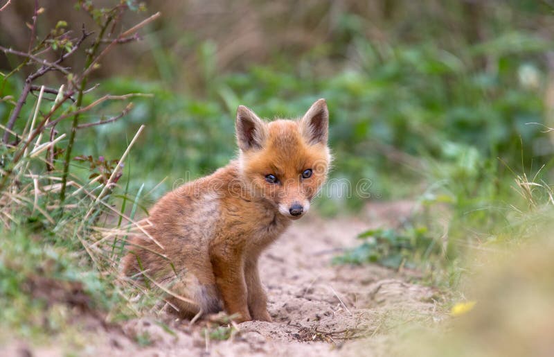 Red fox cub stock photo. Image of beast, look, wild, baby - 34137238