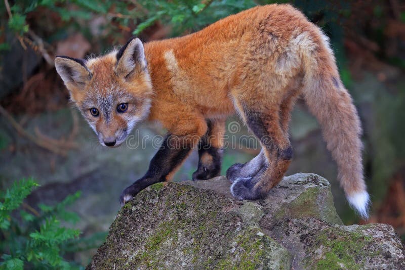 Red Fox Cub Standing on a Rock in the Forest Stock Photo - Image of ...