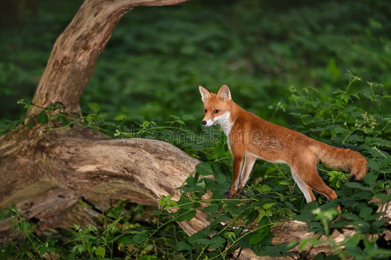 Red Fox Cub Standing on a Tree in a Forest Stock Photo - Image of young ...