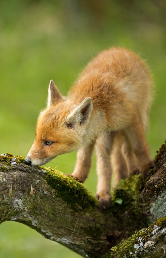 Red fox cub stock photo. Image of face, nature, beast - 31476290