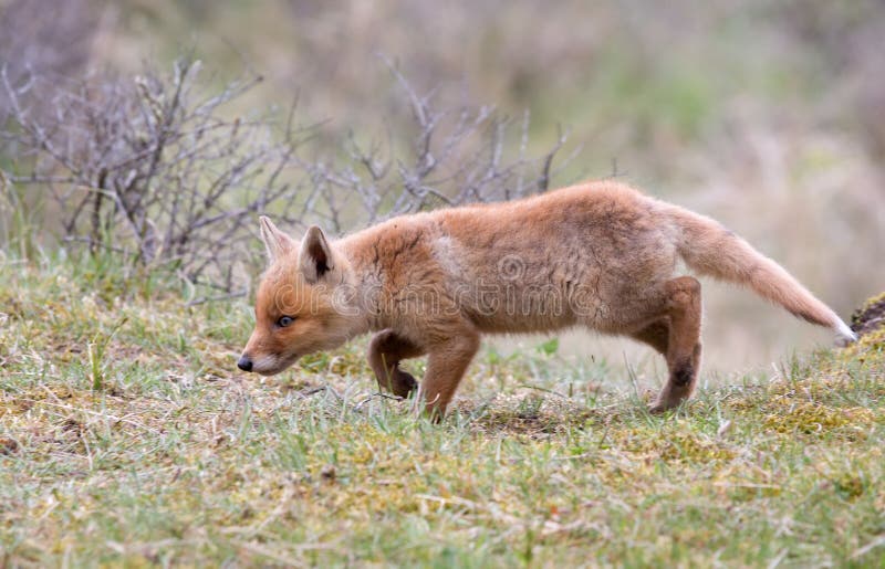 Red fox cub stock image. Image of spring, little, furry - 31476127