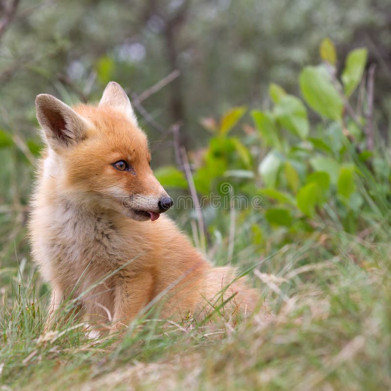 Red fox cub stock image. Image of face, outdoors, green - 31810651