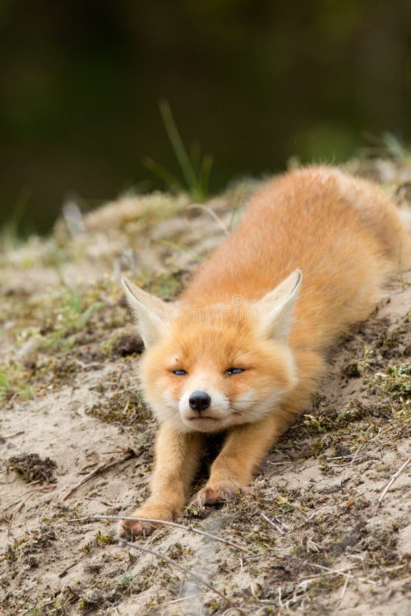 Fox Cub 18 By