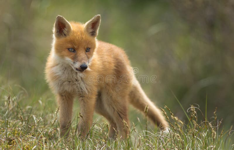 Red fox cub stock image. Image of mammal, grass, face - 31476625