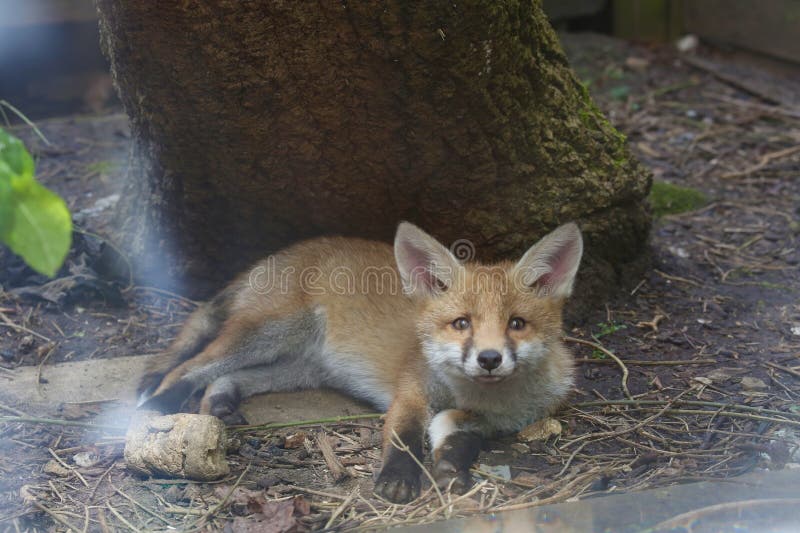 Red fox cub under a tree stock image. Image of britishnaturephotography ...